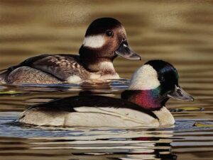 Winner noted for the 2023 Waterfowl Conservation Stamp Competition in ...