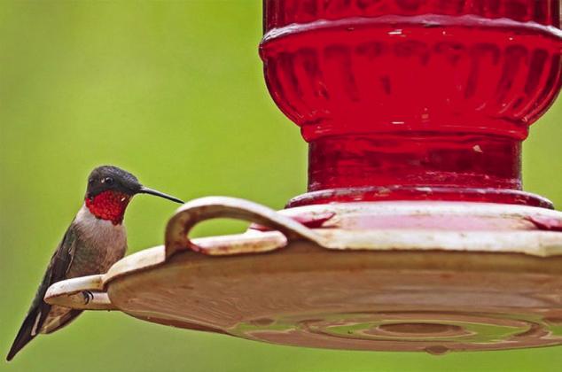 The Beauty and Wonder of Local Hummingbirds - The Jena Times