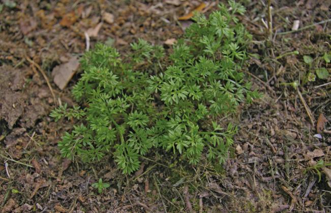 Stop stickerweed before it’s too late - The Jena Times