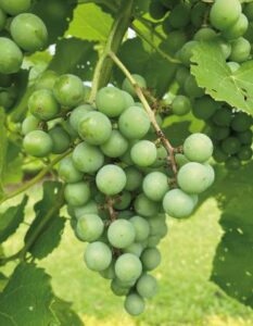 ‘Grape’ expectations: It’s muscadine time in Louisiana - The Jena Times