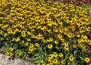A Place for Every Plant - The Jena Times