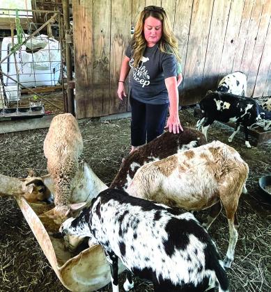 Counting Sheep - The Jena Times