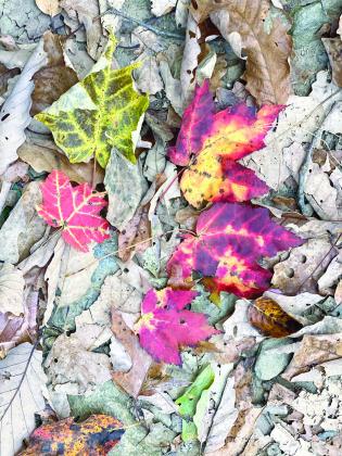 The science of fall foliage color change - The Jena Times