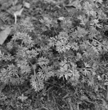 Roots, Shoots, Fruits & Flowers: Spurweed, Distressed Peace Lily ...