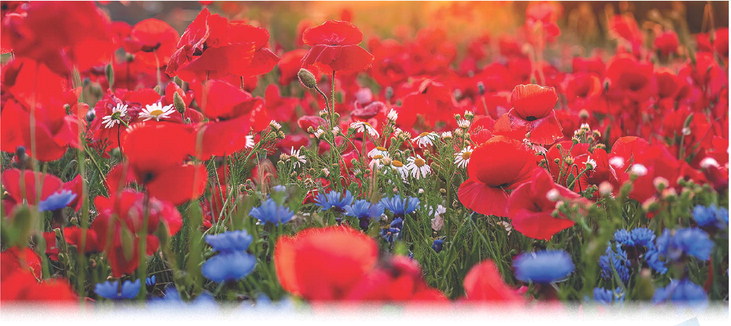 The Story of the VFW “Buddy” Poppy - The Jena Times